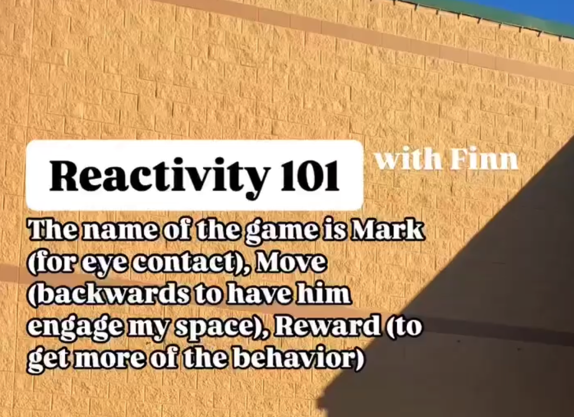 Dog Reactivity - Freedom K9 Dog Training